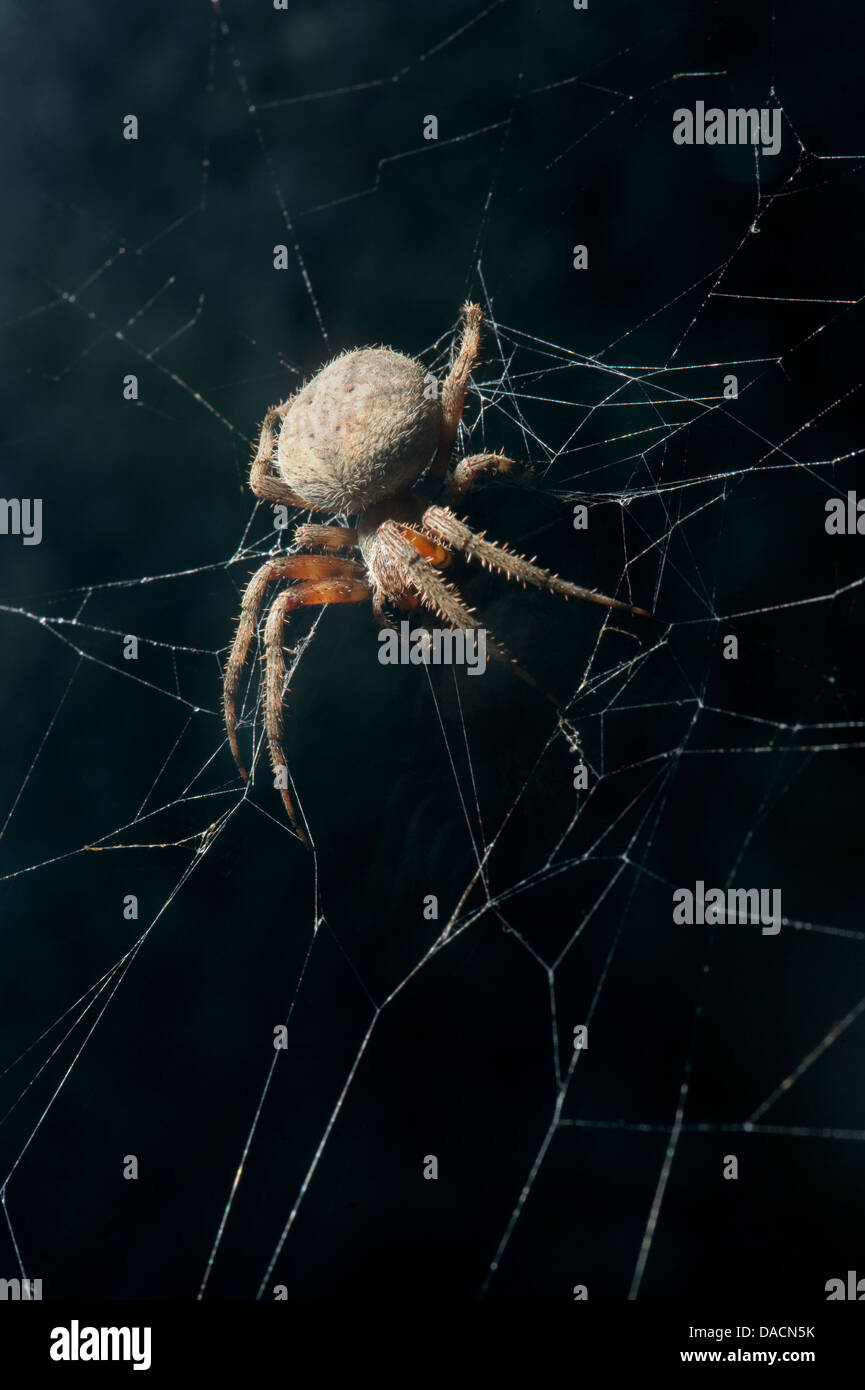 orb weaving spider (Neoscona crucifera Stock Photo - Alamy