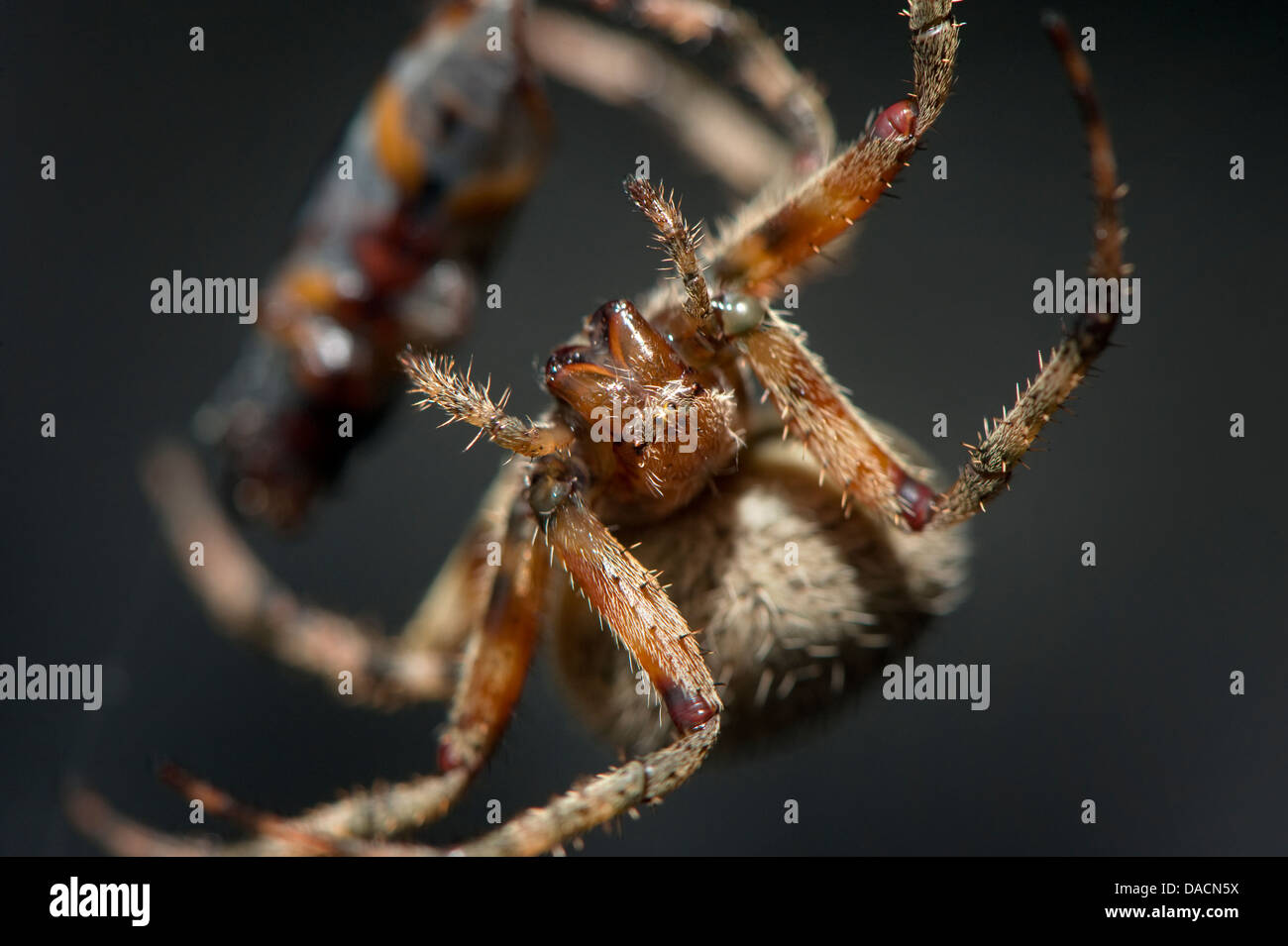Spider face arachnid hi-res stock photography and images - Alamy