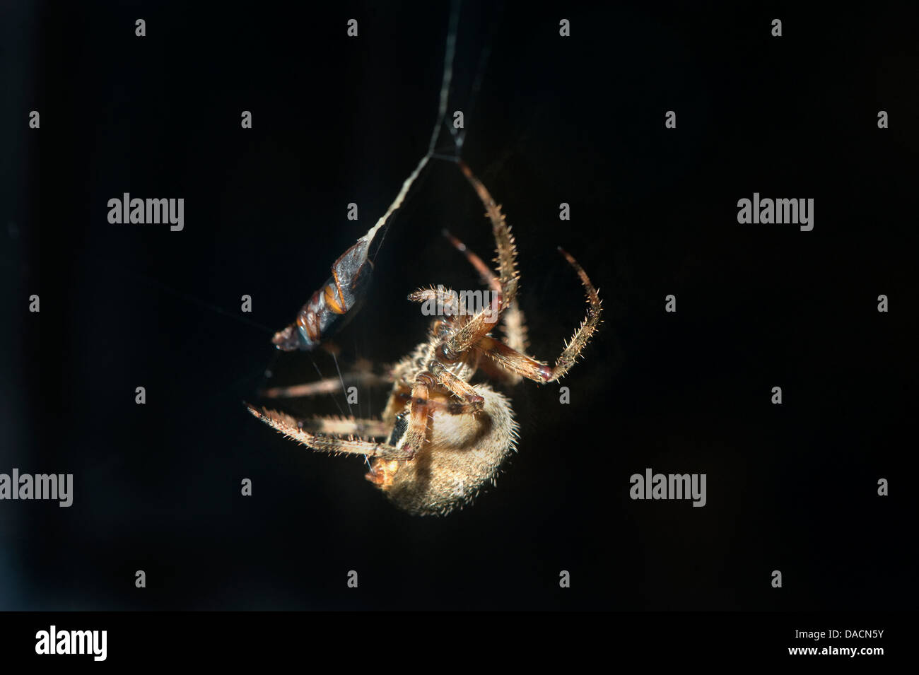 orb weaving spider (Neoscona crucifera) hanging down wrapping an insect ...