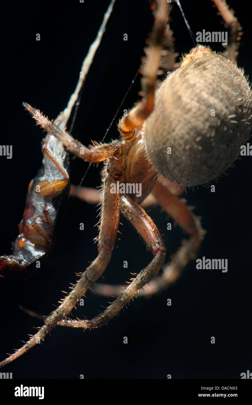 Close up of an orb weaving spider ( Neoscona crucifera) wrapping an ...