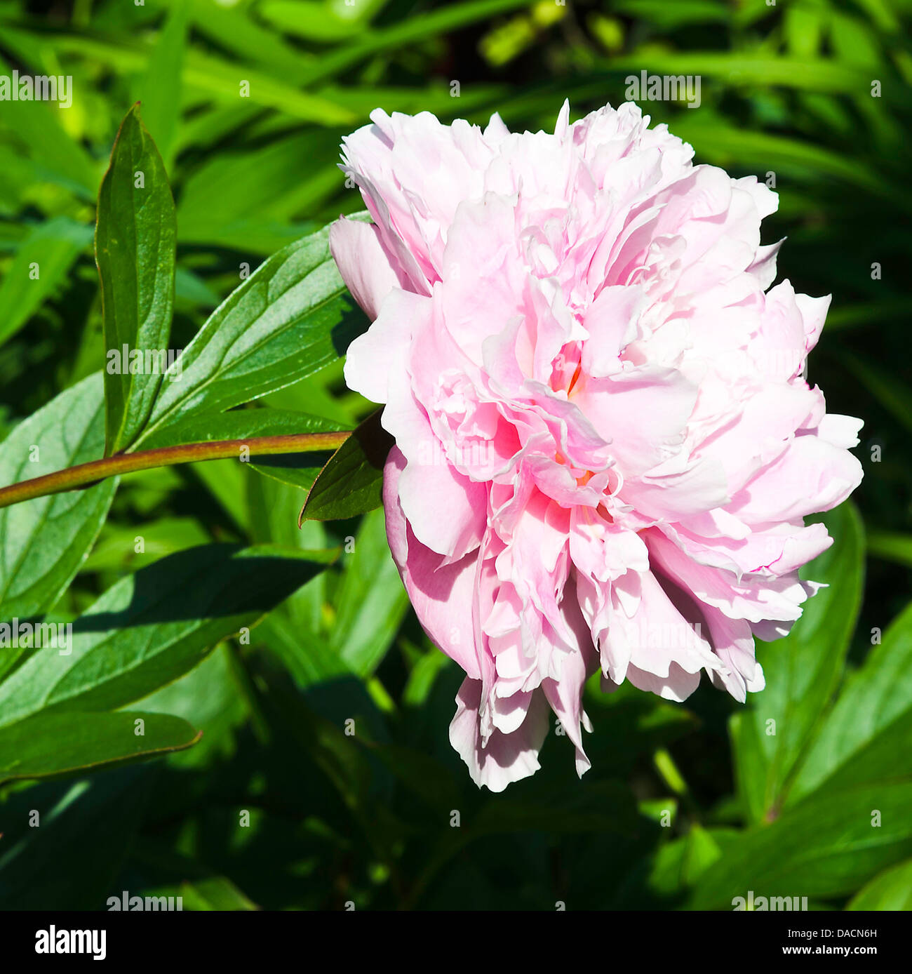 Pink Double Peony Flower Sarah Bernhardt Bloom in a Cheshire Garden ...
