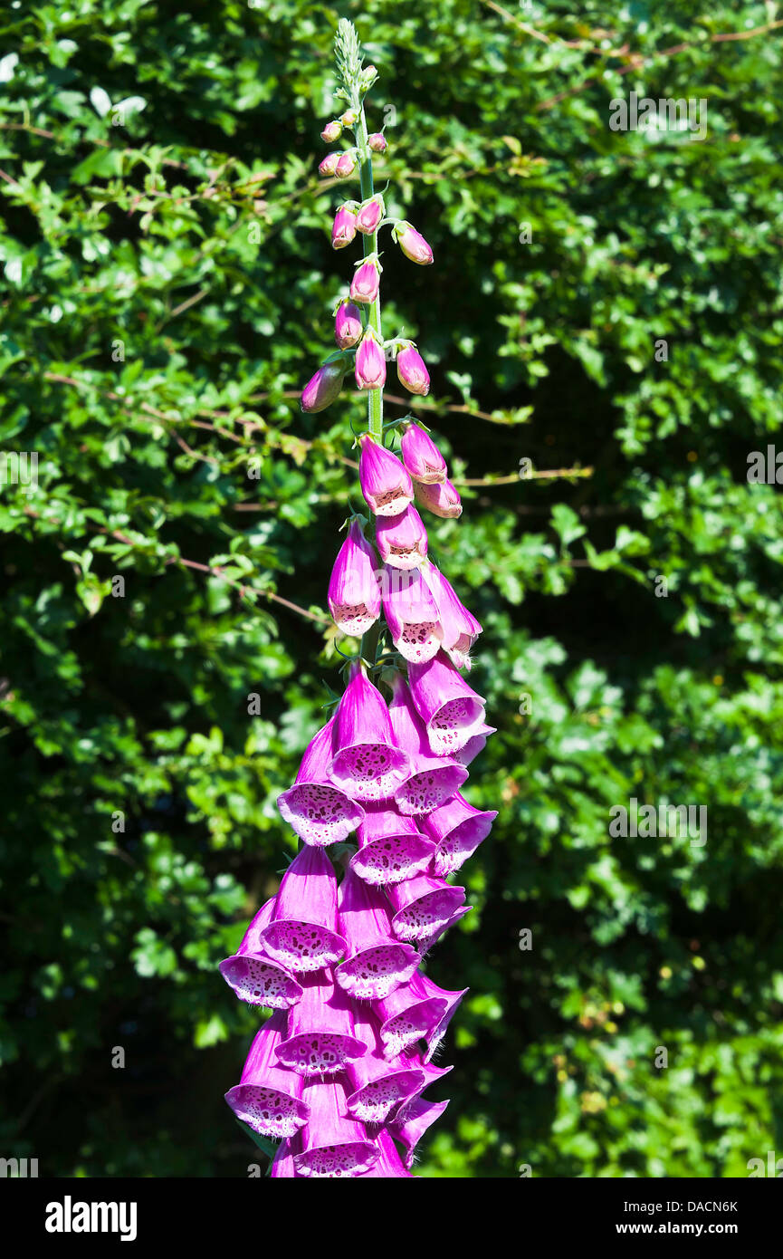 Closeup of Pink Foxglove Flowers in an Alsager Garden Cheshire England ...