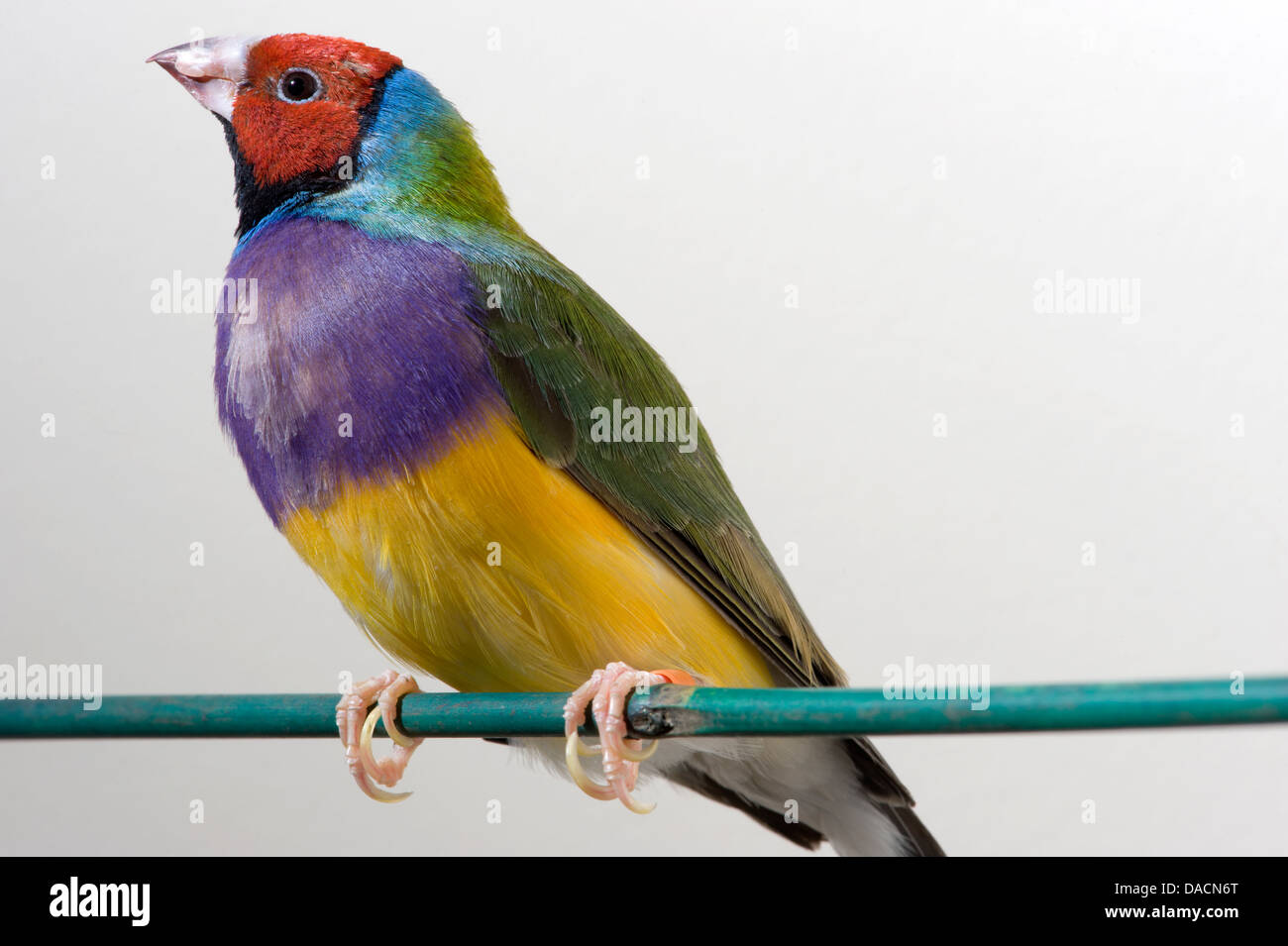 Red faced rainbow finch or Gouldian Finch (Erythrura gouldiae) sitting ...