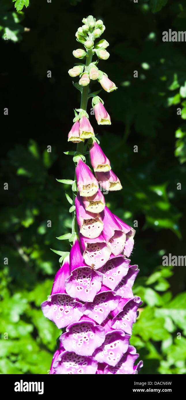 Closeup of Pink Foxglove Flowers in an Alsager Garden Cheshire England ...