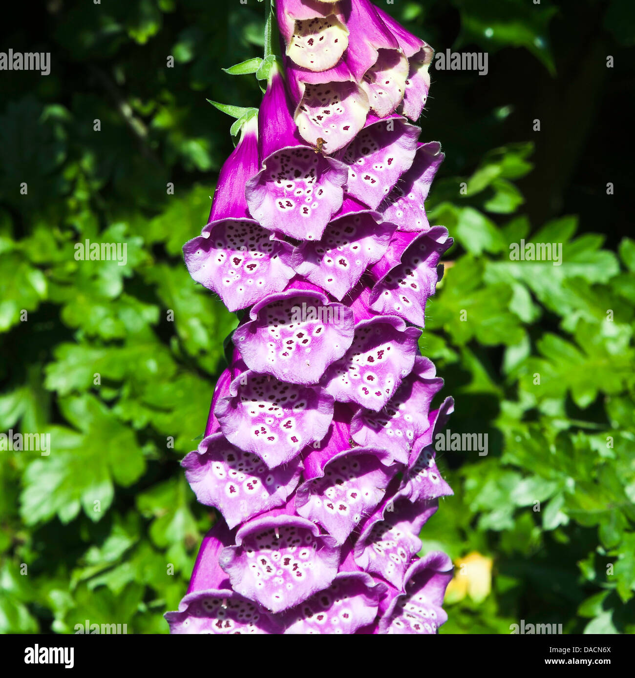 Closeup of Pink Foxglove Flowers in an Alsager Garden Cheshire England ...