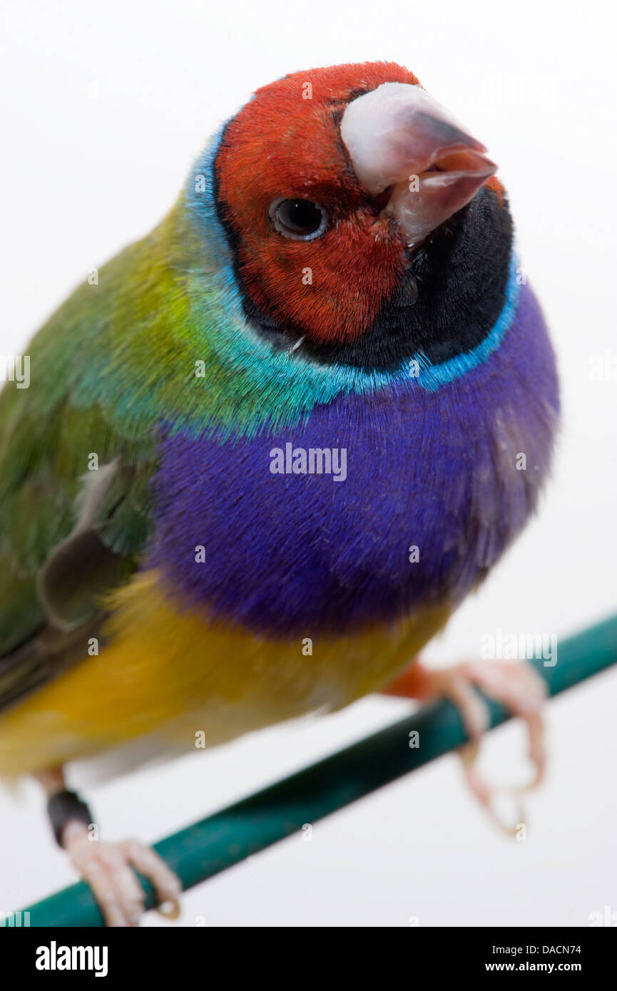 Red faced rainbow finch or Gouldian Finch (Erythrura gouldiae) sitting ...