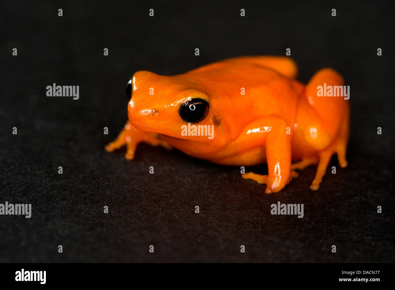 Red and black frog hi-res stock photography and images - Alamy