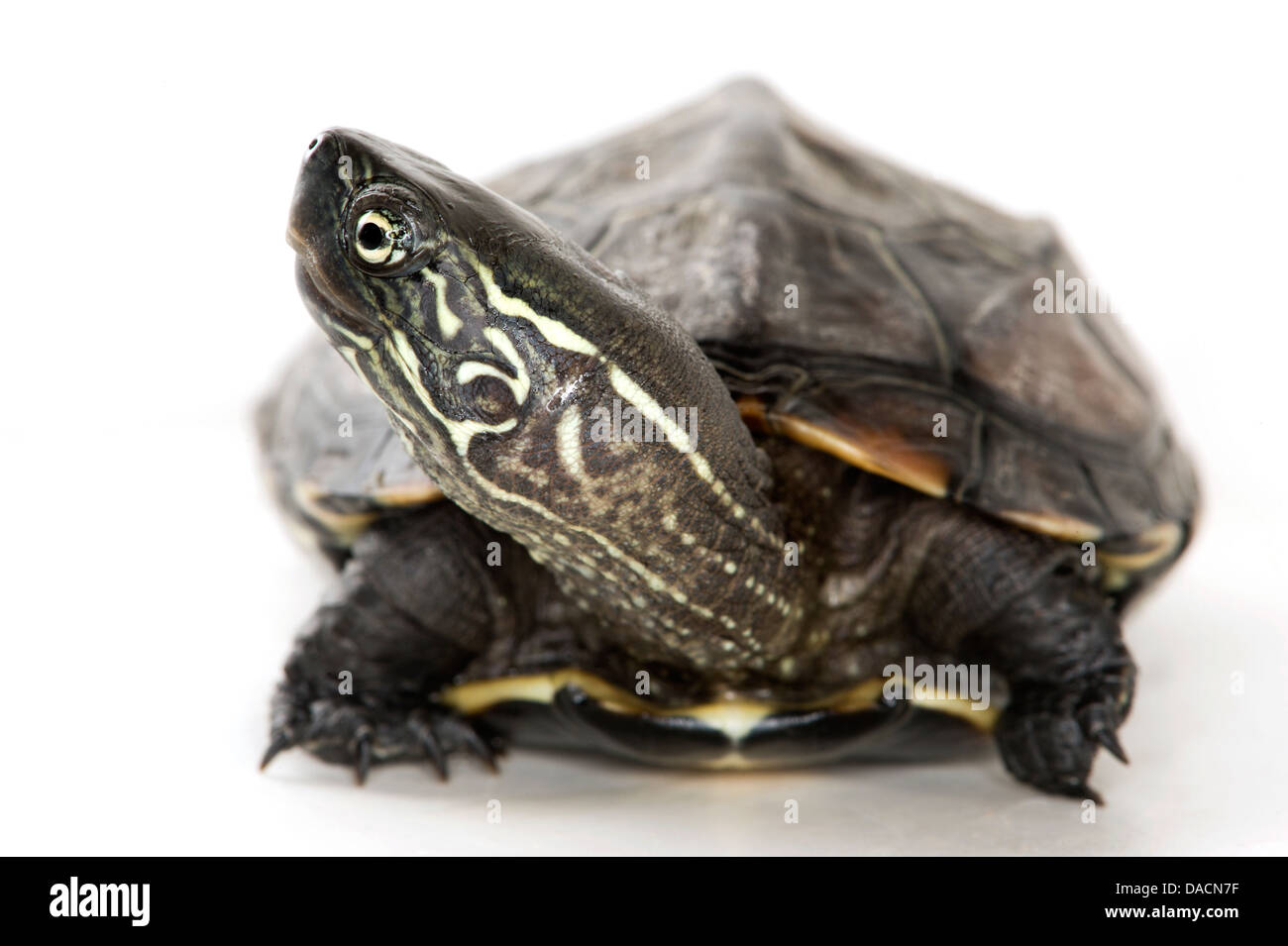 Common turtle facing the camera looking up off to the left showing the ...