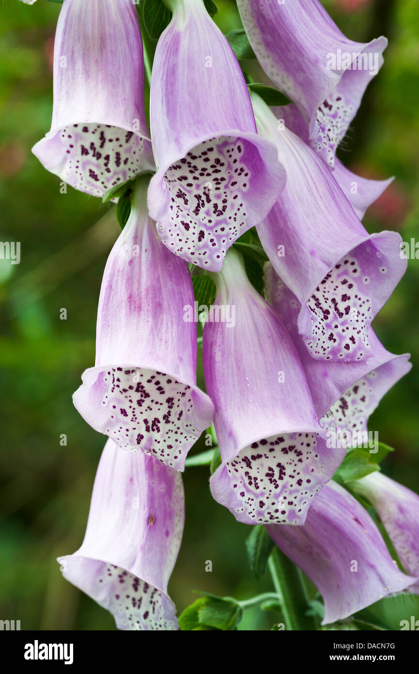 Closeup of Pink Foxglove Flowers in an Alsager Garden Cheshire England ...
