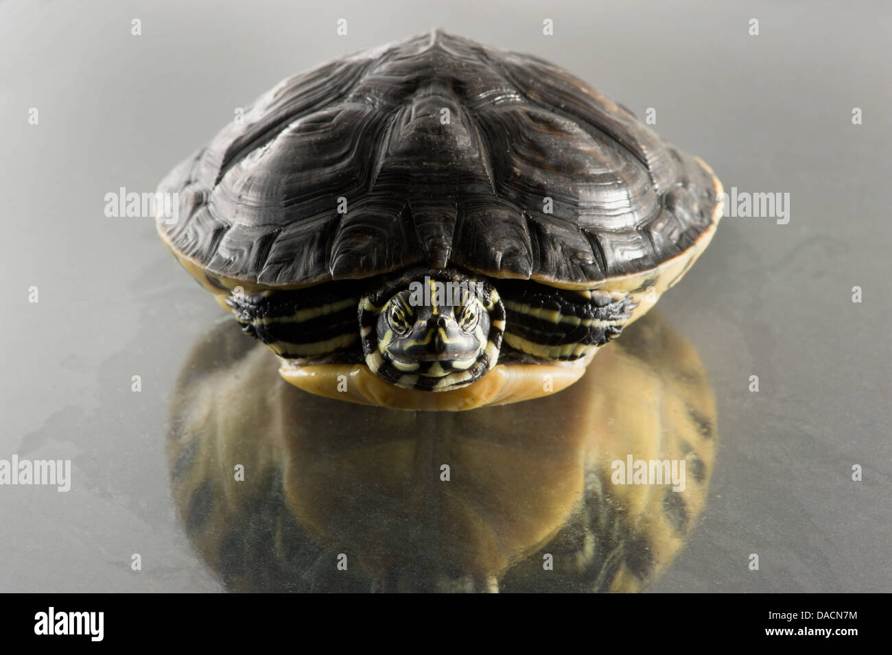 Coastal plain cooter (Pseudemys concinna floridana) turtle with all ...