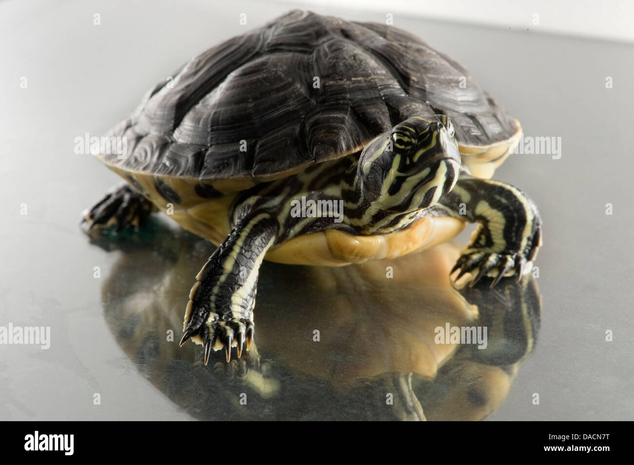 Coastal plain turtle hi-res stock photography and images - Alamy