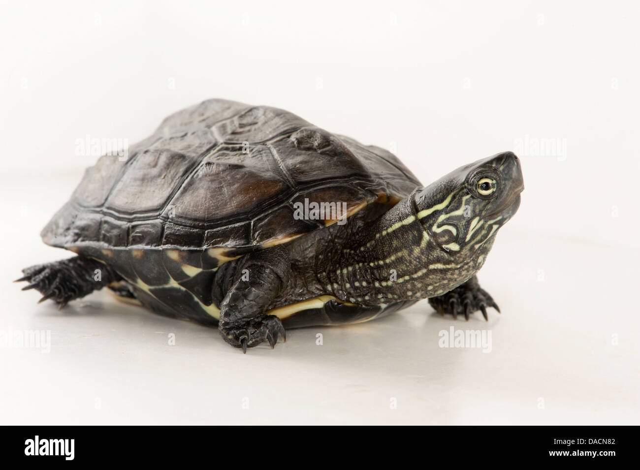 Florida freshwater turtle hi-res stock photography and images - Alamy