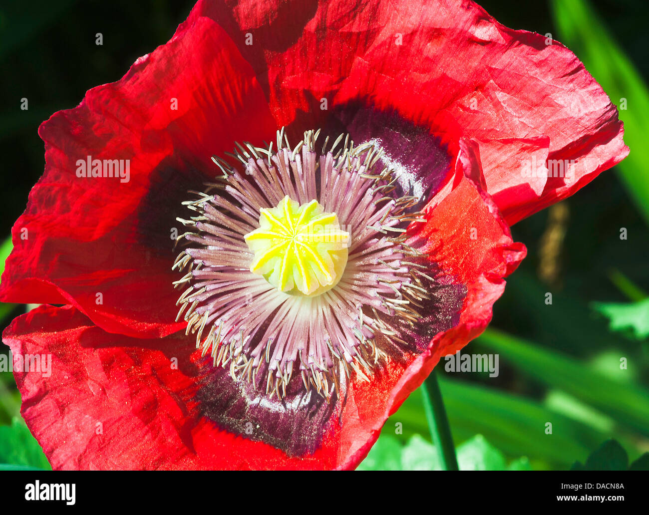Bright Red Opium Poppy Flower in Bloom in an Alsager Cheshire Garden ...
