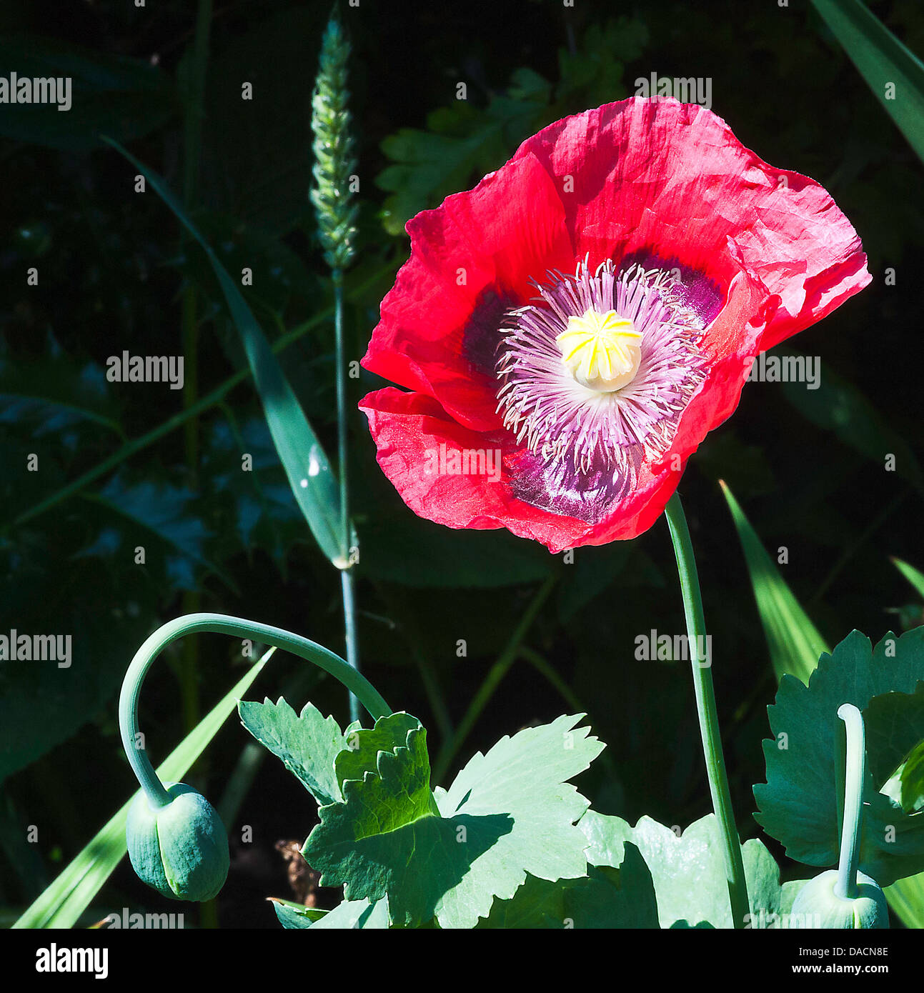 Bright Red Opium Poppy Flower in Bloom in an Alsager Cheshire Garden ...