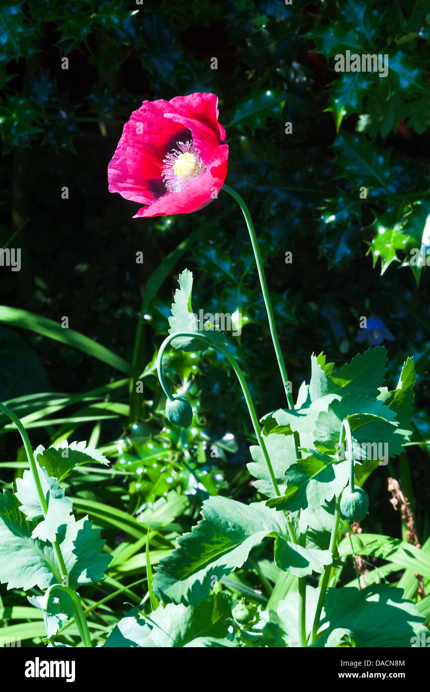 Bright Red Opium Poppy Flower in Bloom in an Alsager Cheshire Garden ...