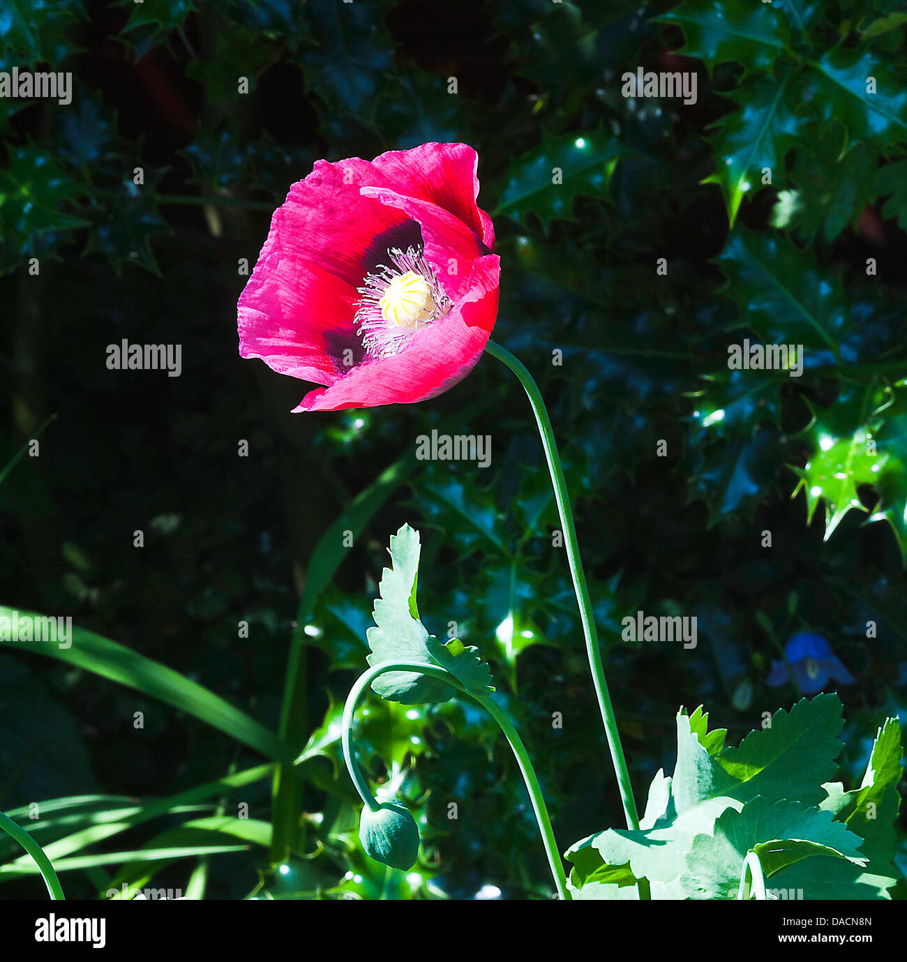 Bright Red Opium Poppy Flower in Bloom in an Alsager Cheshire Garden ...
