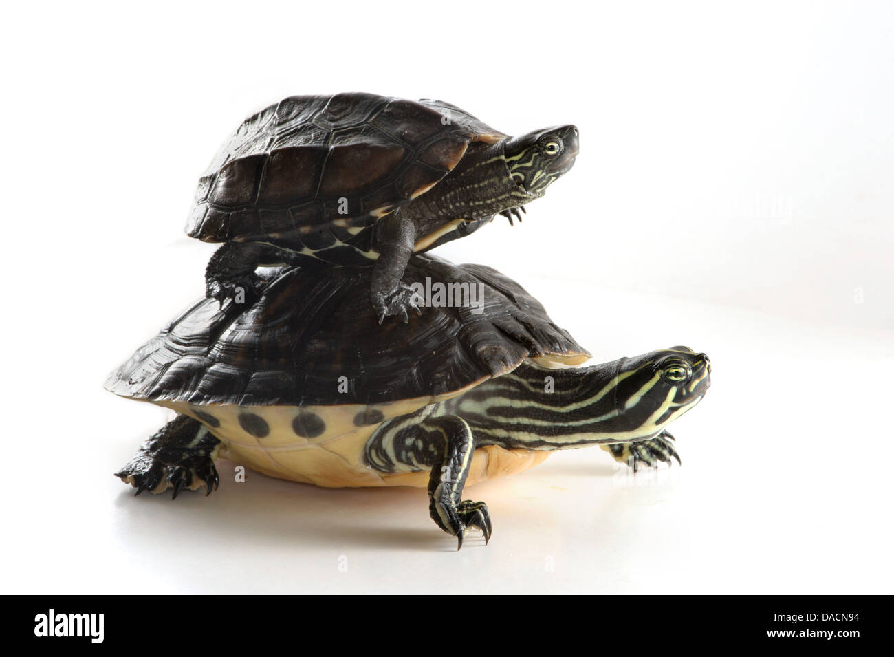 Turtle stack hi-res stock photography and images - Alamy