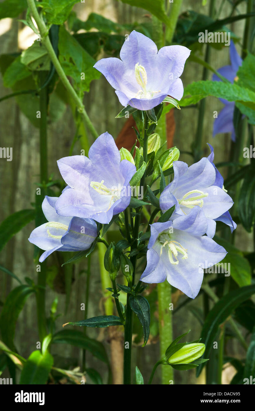 Closeup of Delicate Blue Canterbury Bell Flowers Campanula in an ...