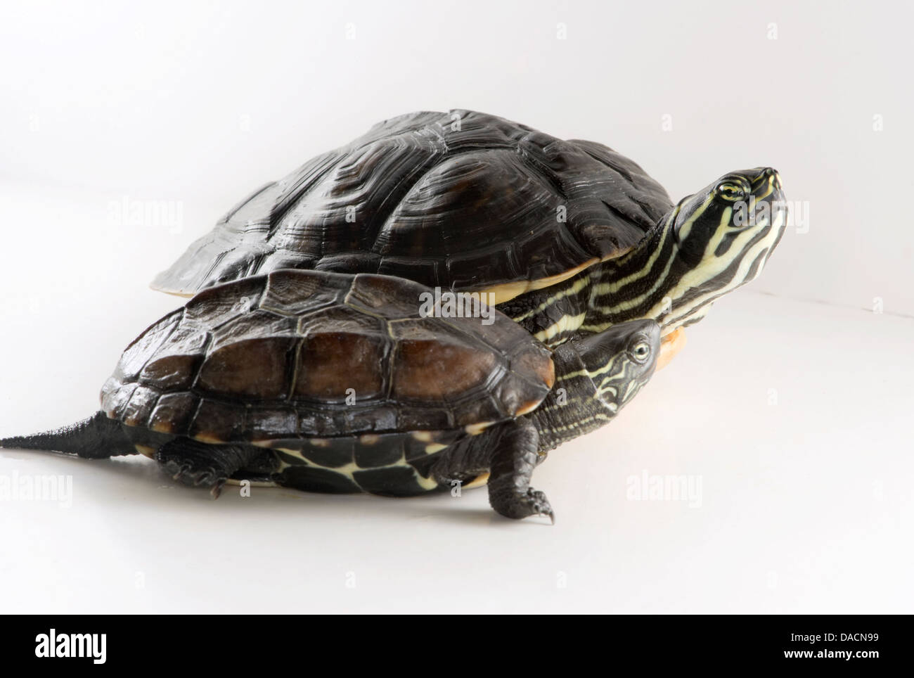 Two striped turtles on a white background. One is larger than the other ...