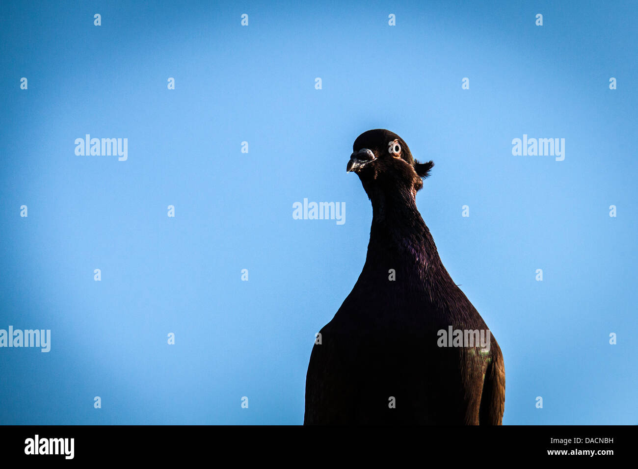 Blue rock pigeon hi-res stock photography and images - Alamy