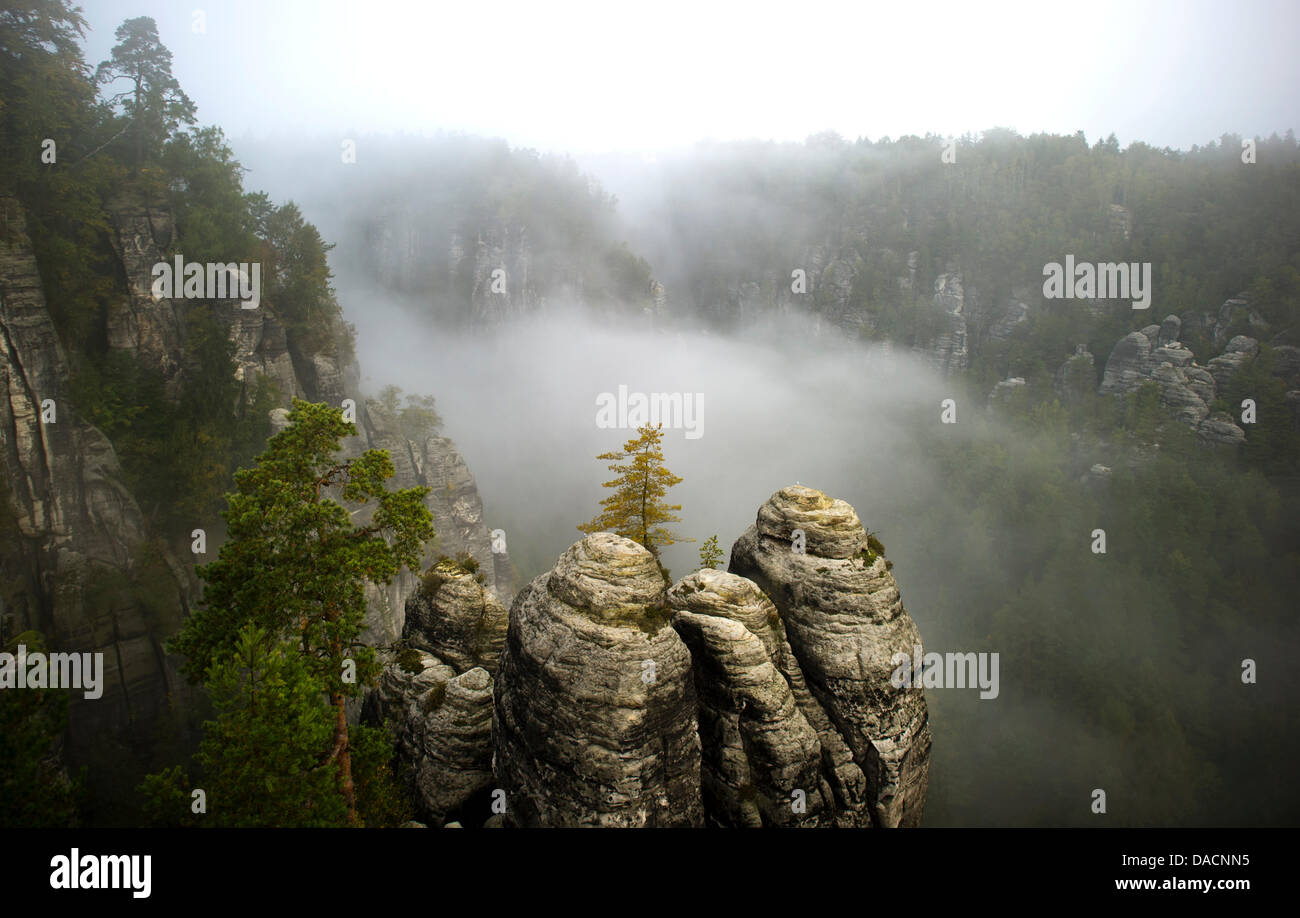 Fog lies over the forests in the region Saxon Switzerland nearby Rathen ...