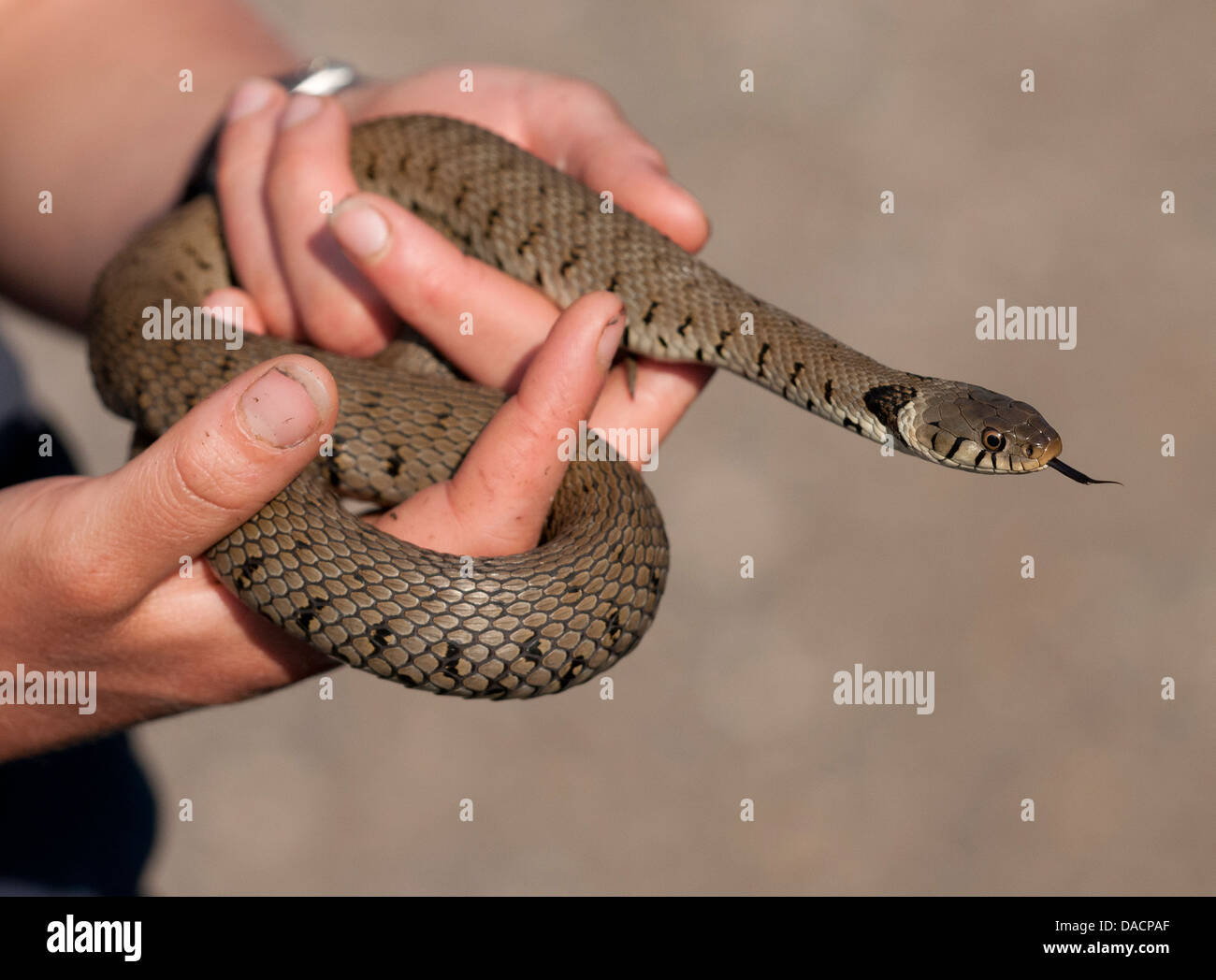 Grass Snake (Natrix natrix Stock Photo - Alamy