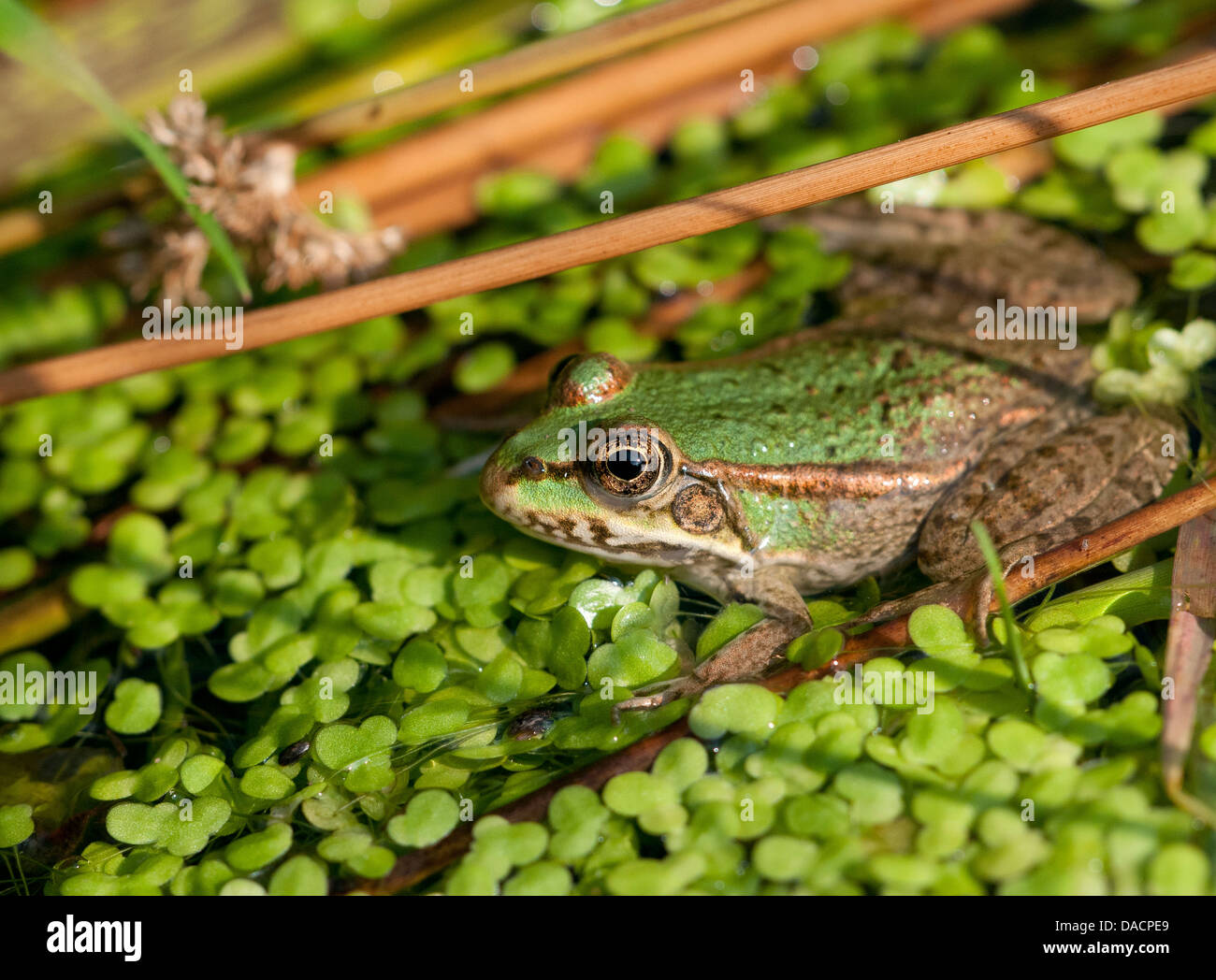 Marsh Frog (Pelophylax ridibundus Stock Photo - Alamy