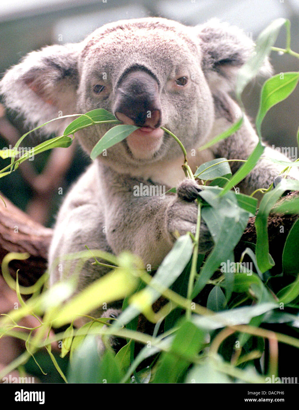 (FILE) An undated archive photo shows a male koala eating eucalyptus at ...