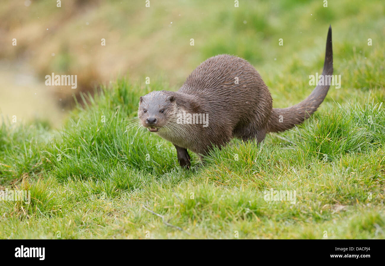 European Otter (Lutra lutra Stock Photo - Alamy