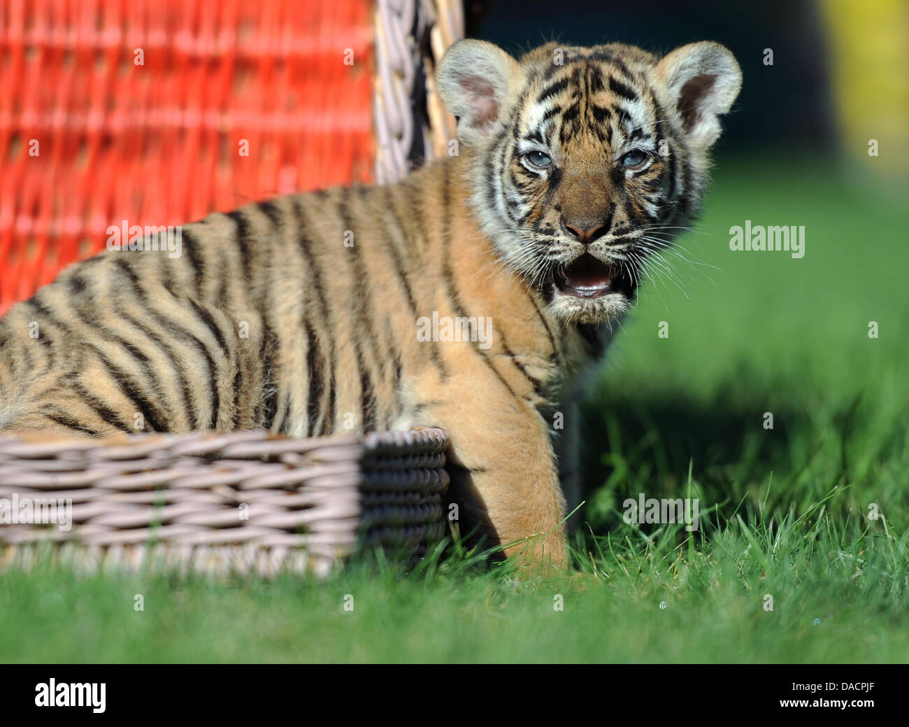 Four tigers hi-res stock photography and images - Alamy