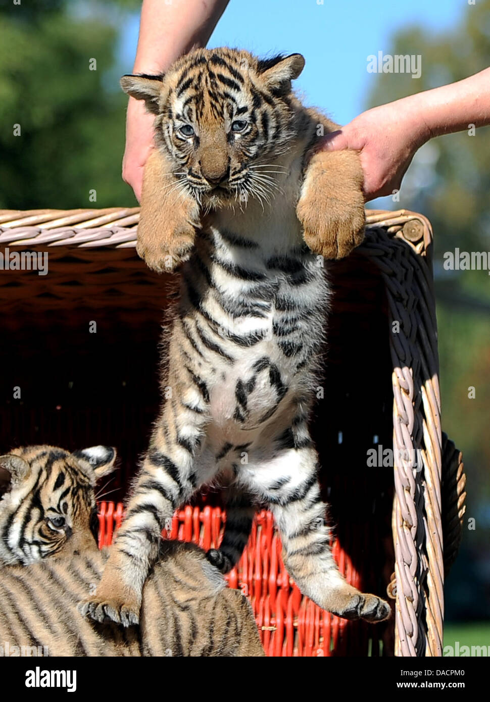An keeper picks up an Indochinese tiger young at the animal park in ...