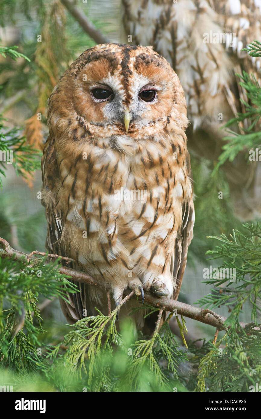 Strix uk hi-res stock photography and images - Alamy