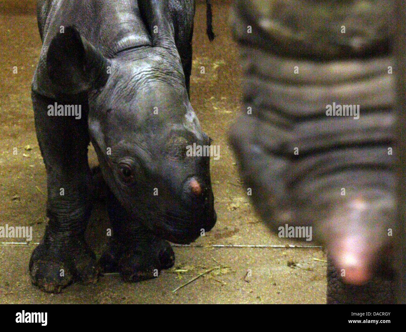 HANDOUT - A handout picture dated 12 December 2011 shows a rhino baby ...