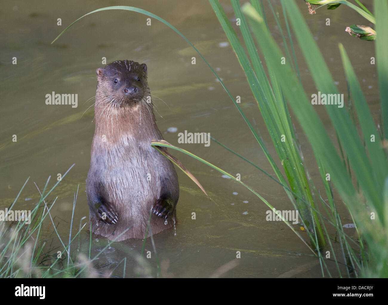 European otter (Lutra lutra Stock Photo - Alamy