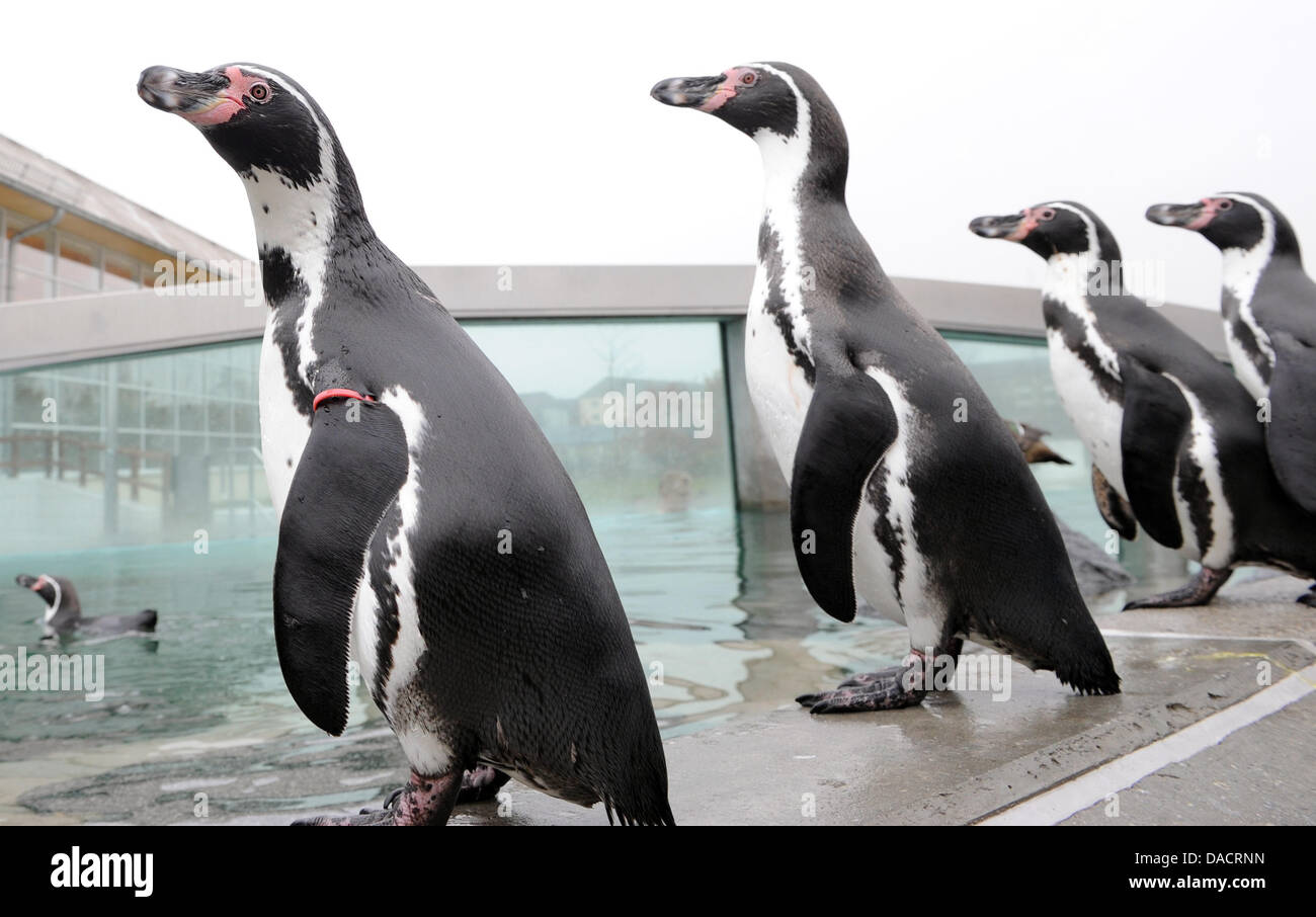 Humboldt penguins Tilly (L-R), Paul, Voltie and Christine stand on the ...