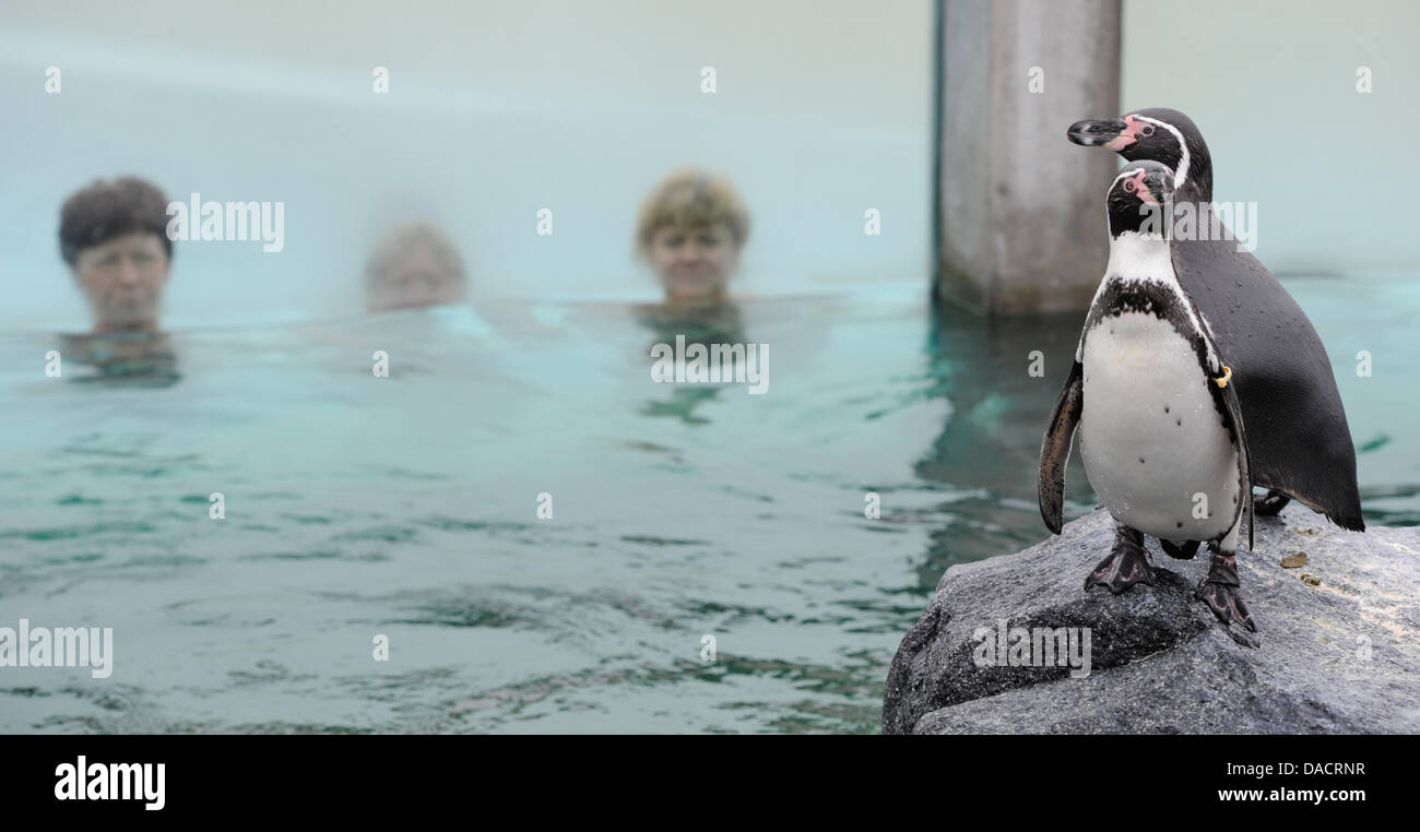 Humboldt penguins Polly (front) and Paul stand on a stone in the water ...