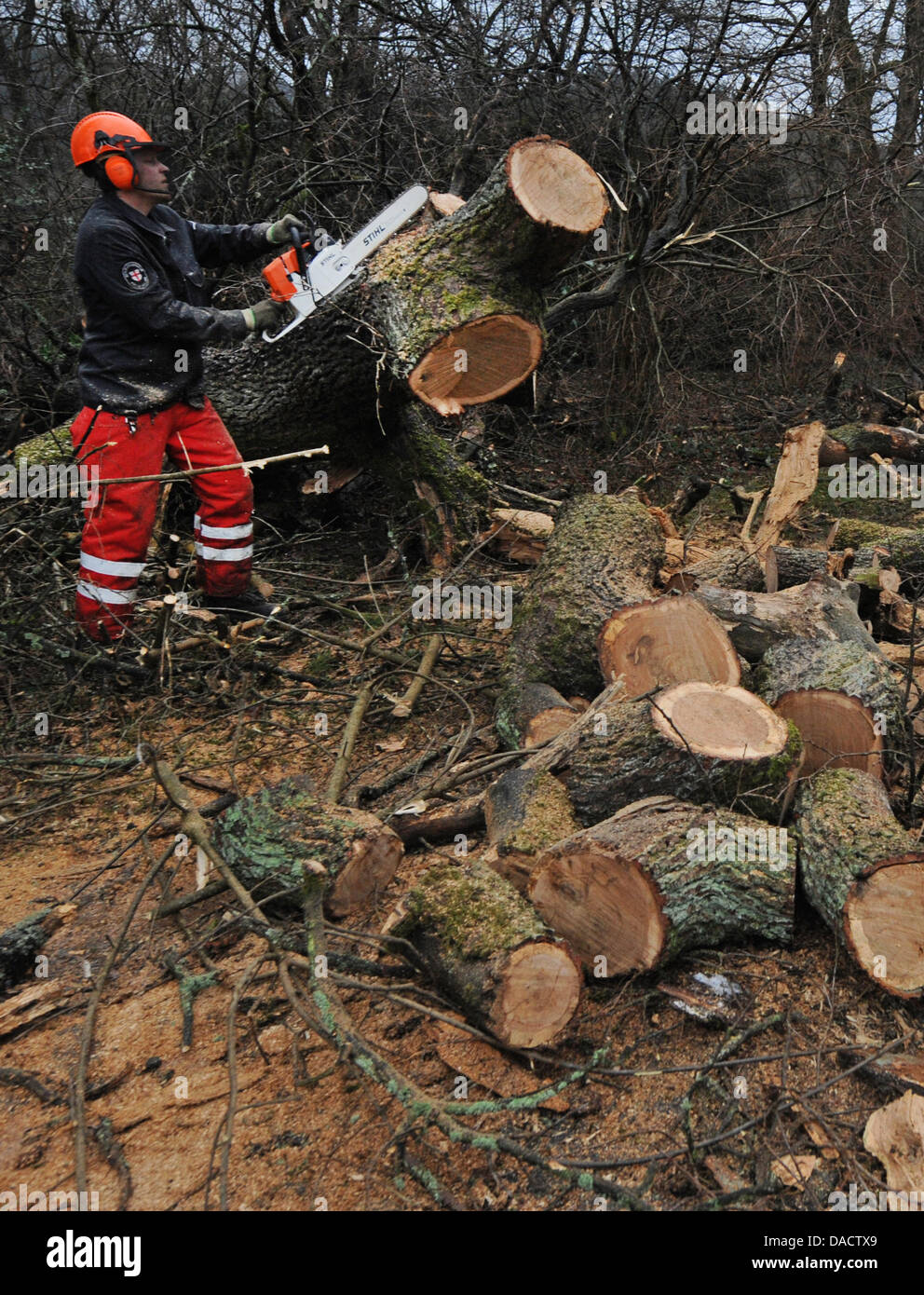 Firemen from Freiburg fire department remove a fallen tree in Freiburg ...