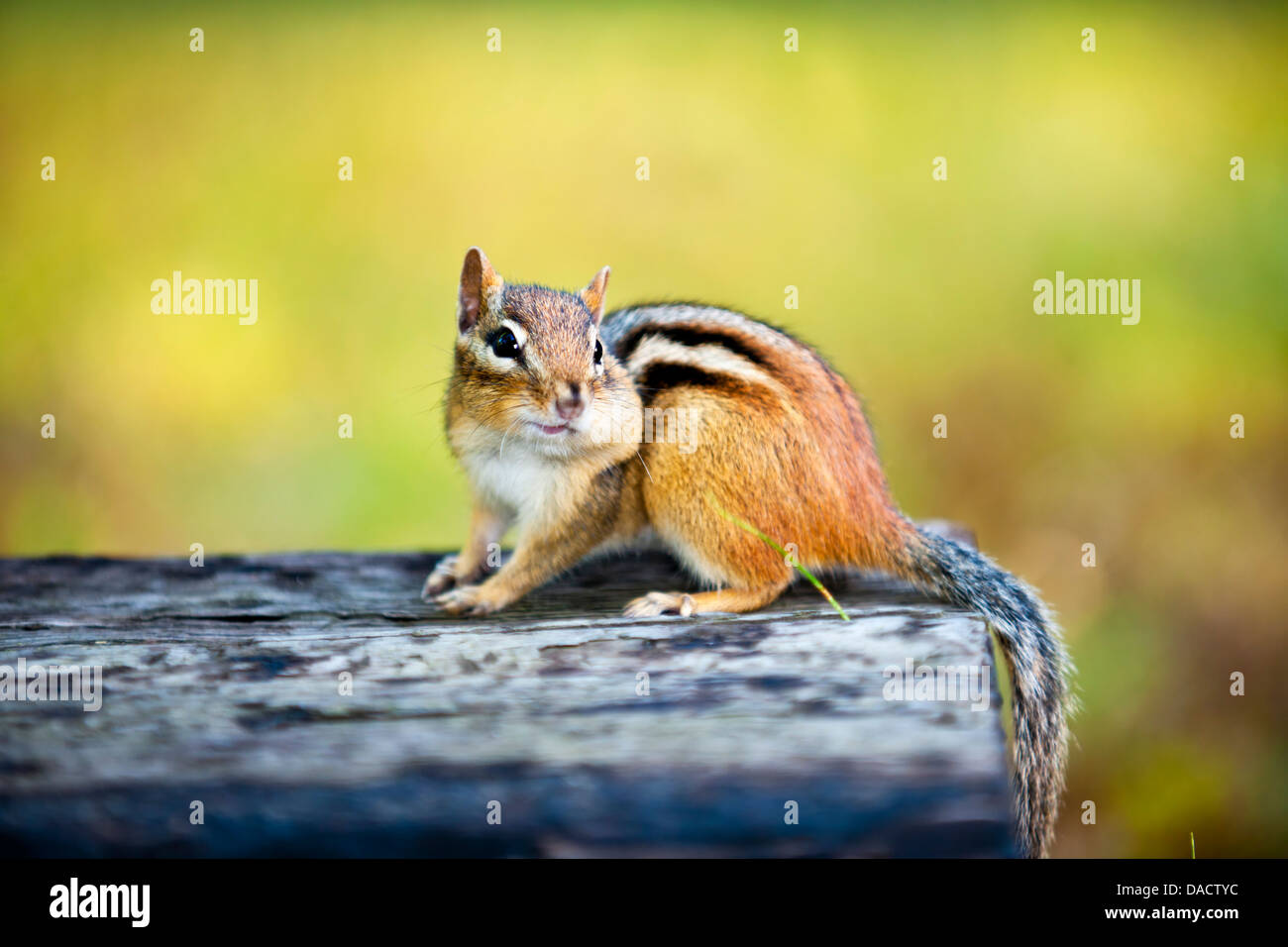 Cute small chipmunk standing on hi-res stock photography and images - Alamy