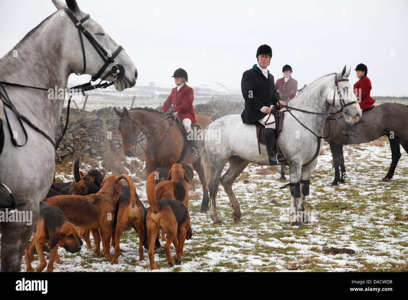 Bloodhounds and mounted followers chase a scent laid by a 'runner ...