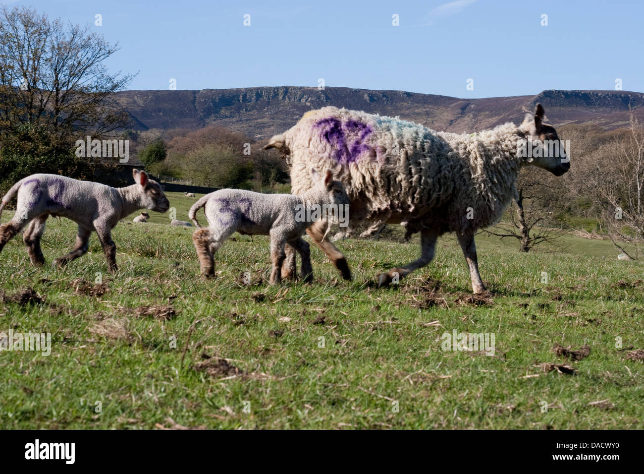 Sheep with two lambs walking from left to right down a slope in spring ...