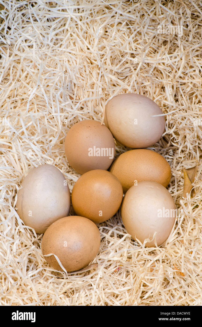 Barn egg hi-res stock photography and images - Alamy