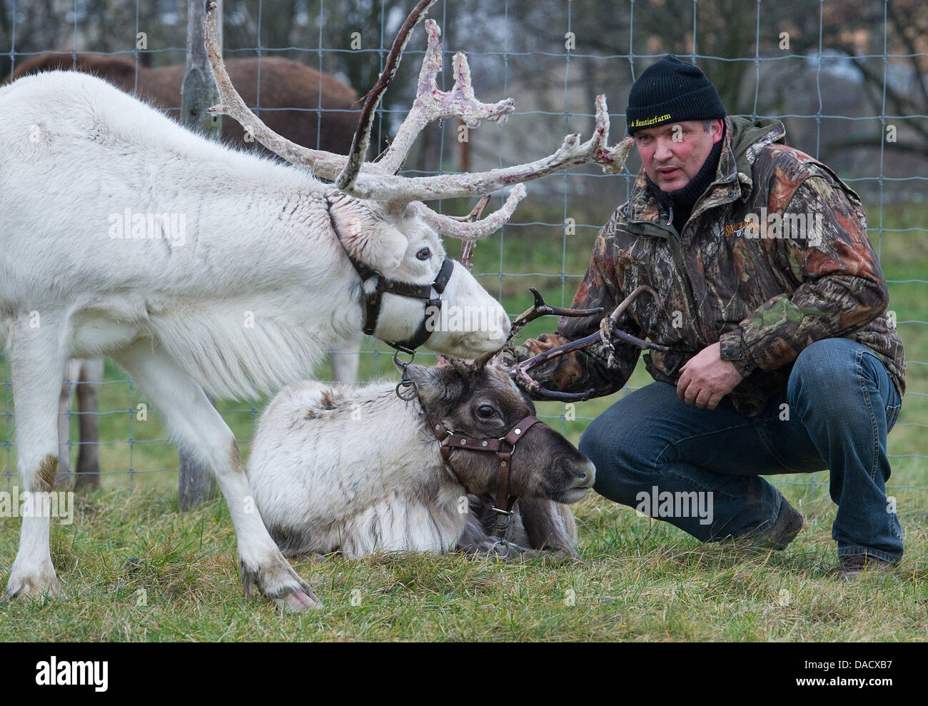 Thomas Golz pets a reindeer on his reindeer farm in Kleptow near ...