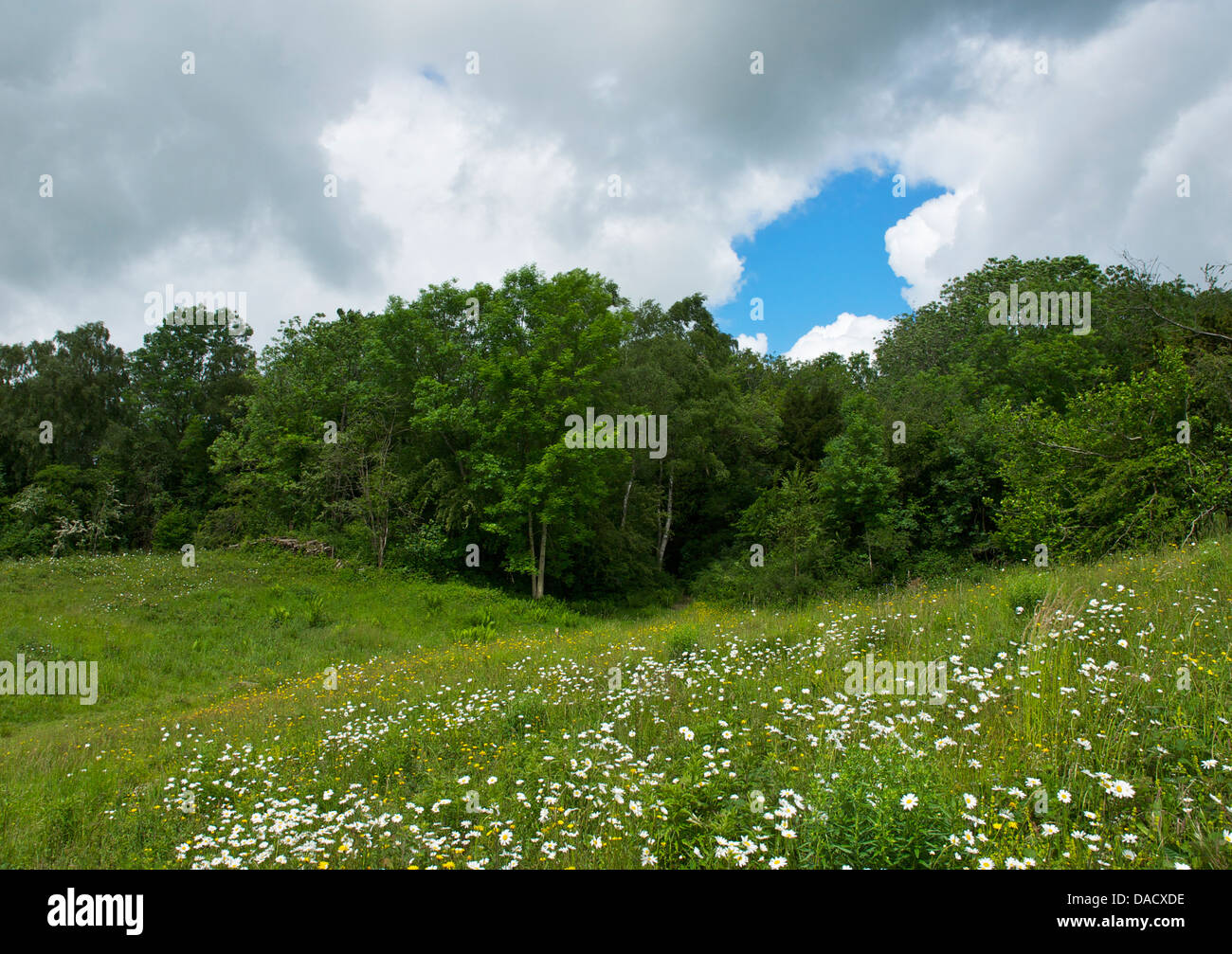 Wildflower meadow at Latterbarrow, a Cumbria Wildlife Trust nature ...