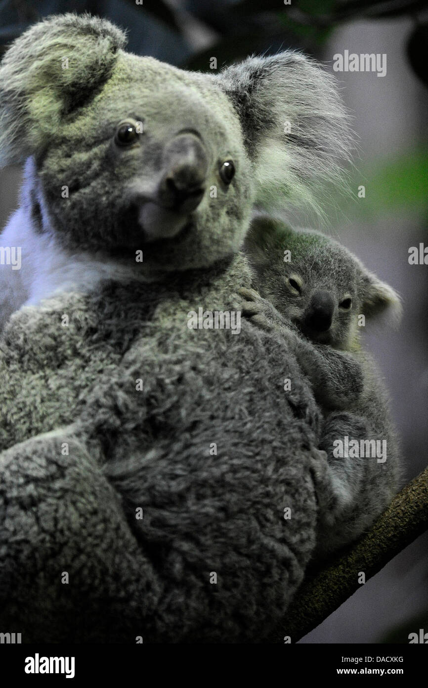 Female Koala Goonderrah climbs with her still nameless baby girl on her ...