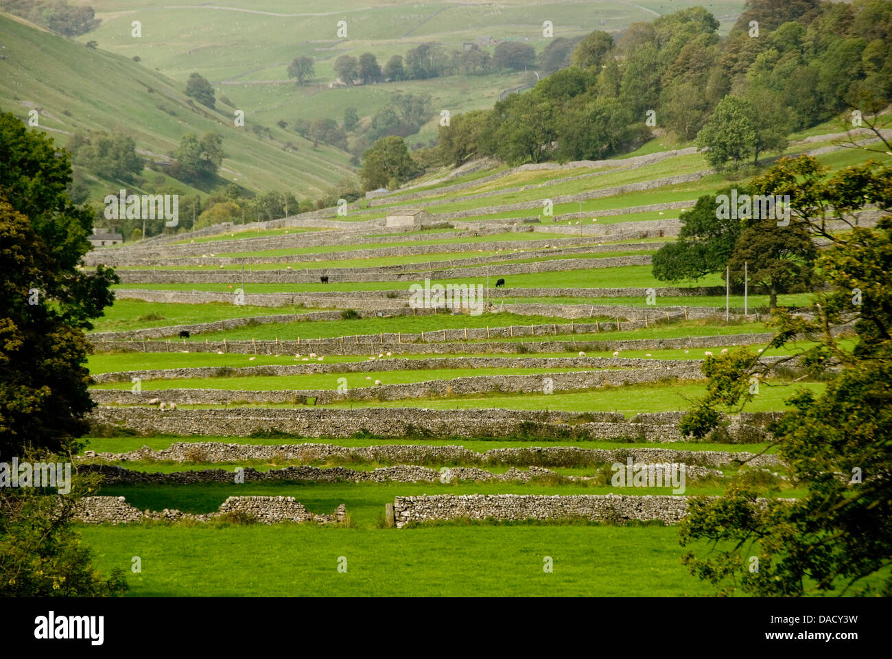Dry-stone walls of limestone, Kettlewell, Wharfedale, Yorkshire Dales ...