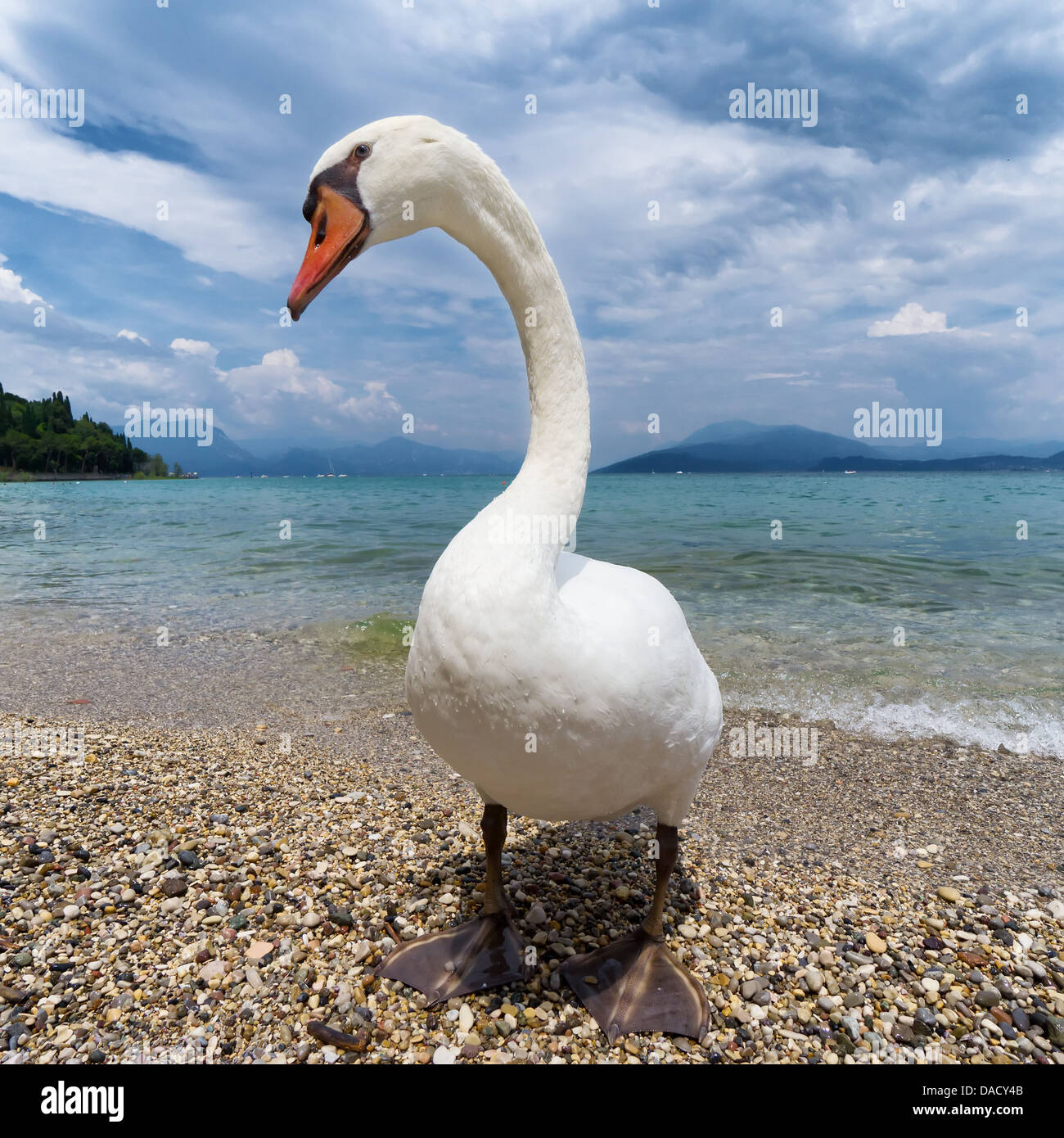 white swan looking with funny expression Stock Photo - Alamy