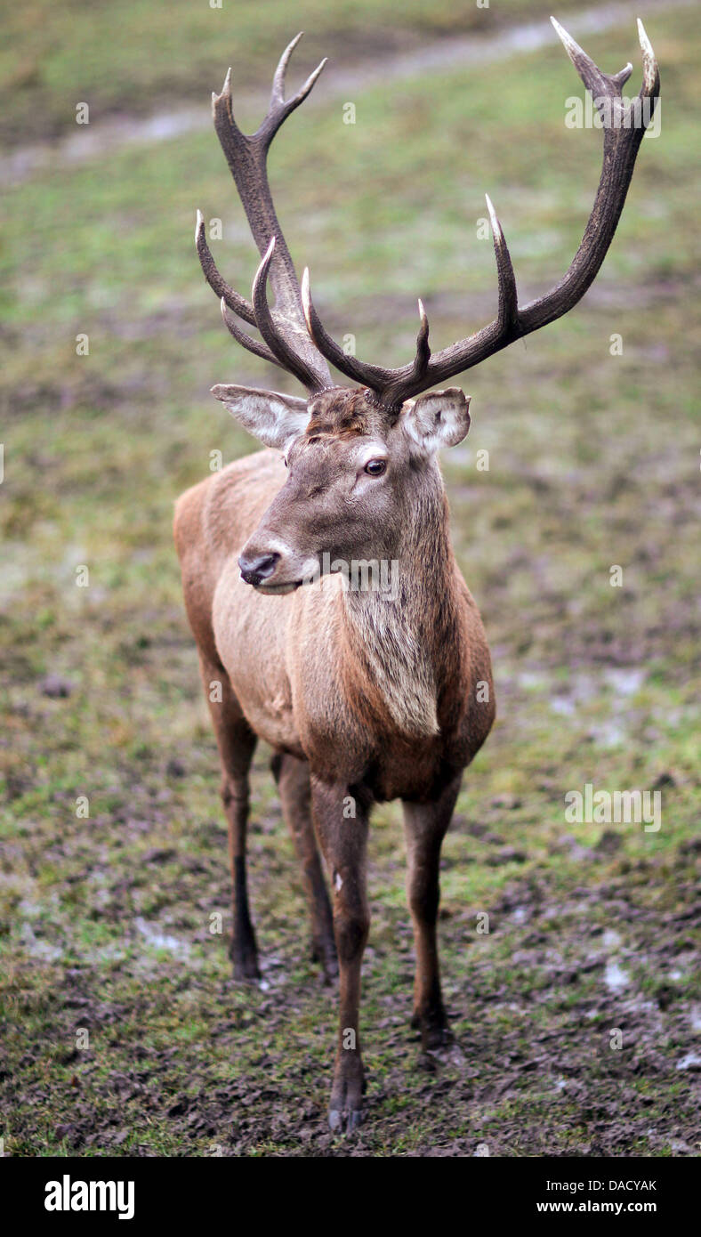 A red deer is pictured at the wildlife enclosure Gamehl near Wismar ...