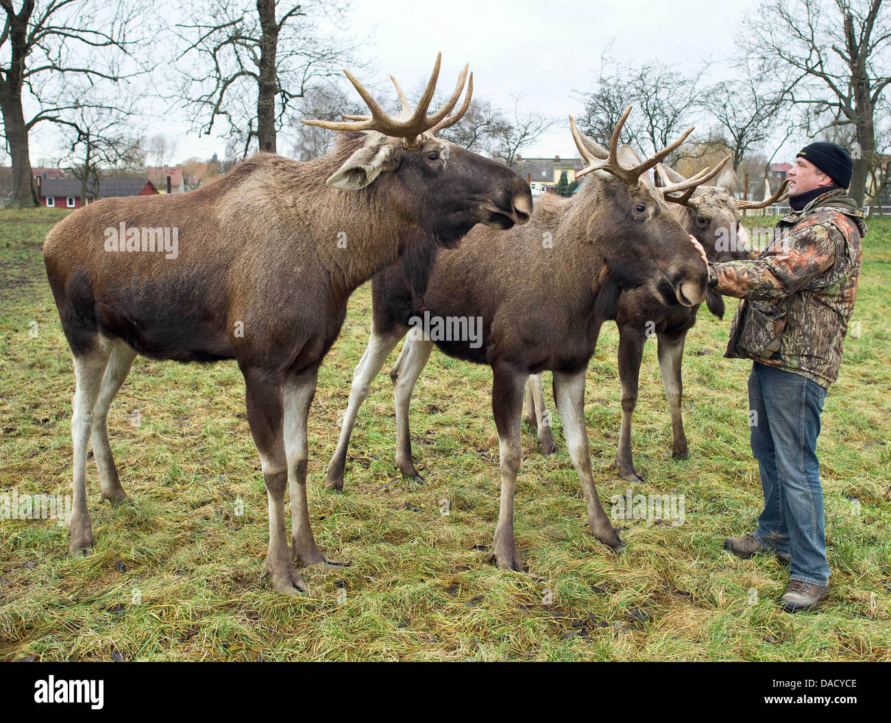 Thomas Golz stands in front of three elks at his elk and reindeer farm ...
