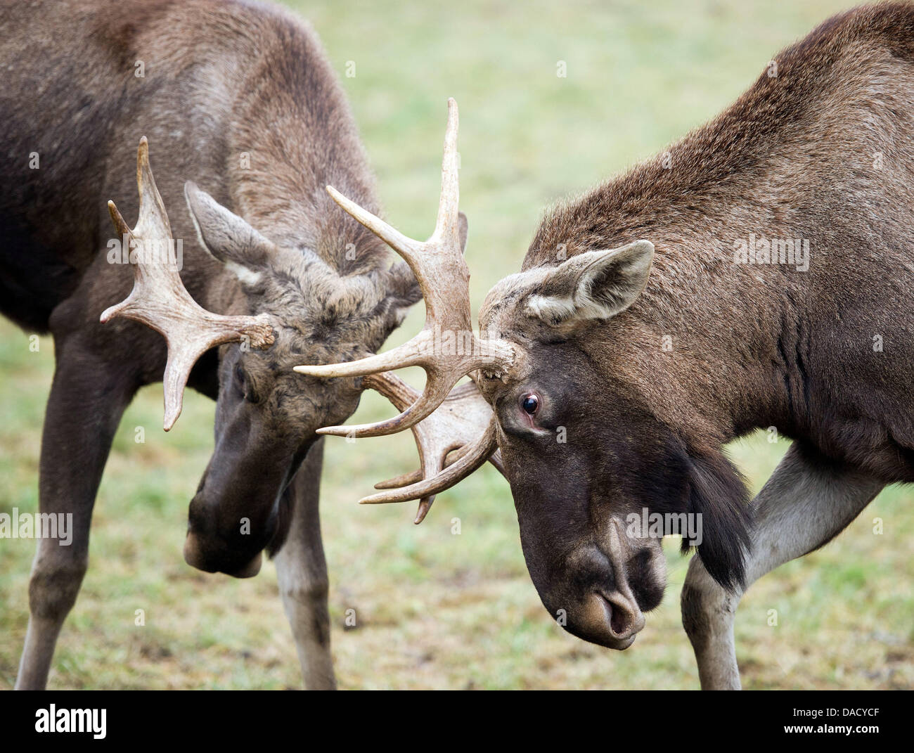 Two young elks play with each other at an elk and reindeer farm in ...