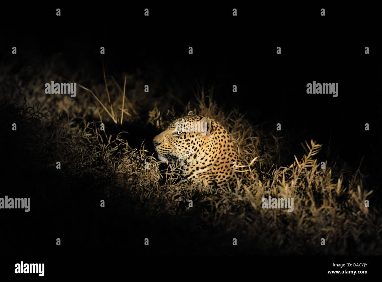 Hunting male leopard hi-res stock photography and images - Alamy